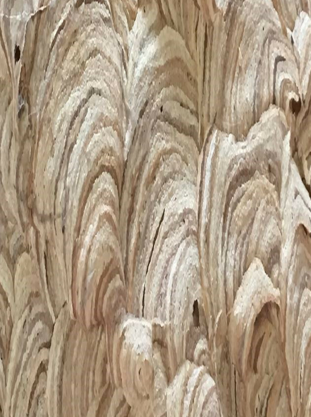 About - lucypeachslice